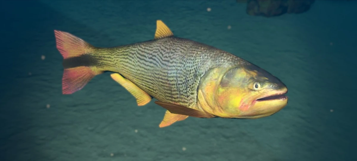 Dorado | Endless Ocean Wiki | Fandom