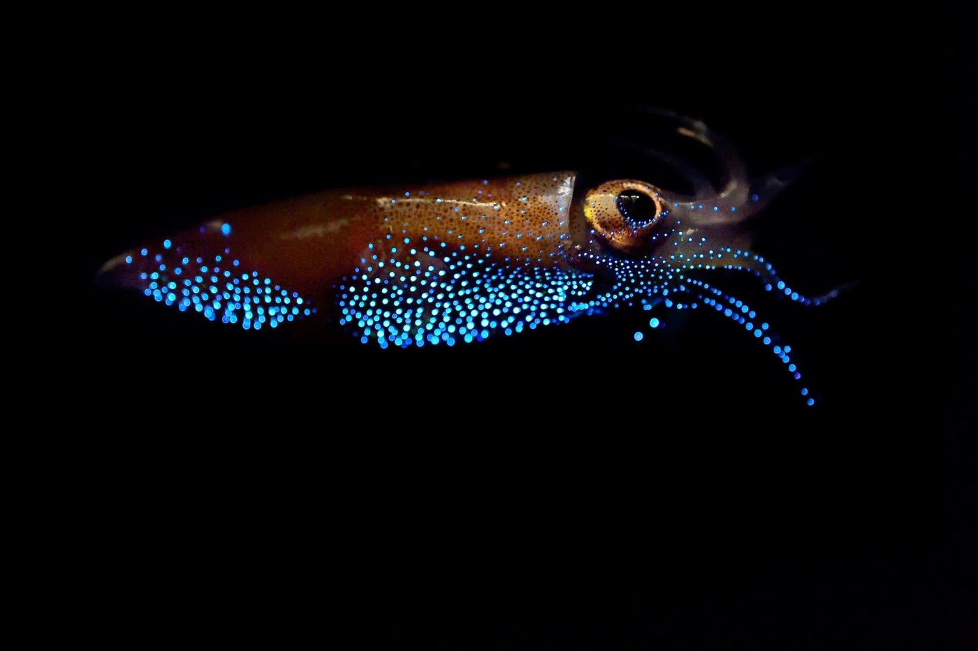 Firefly Squid Wallpaper