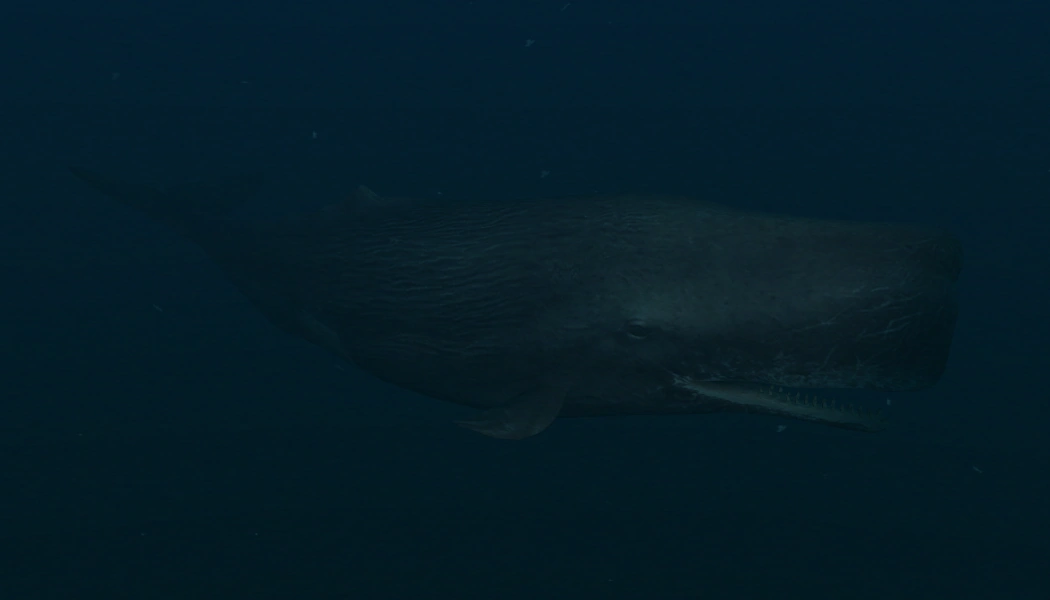 Giant Sperm Whale Explodes