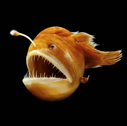 Deep Sea Angler Fish Life Span