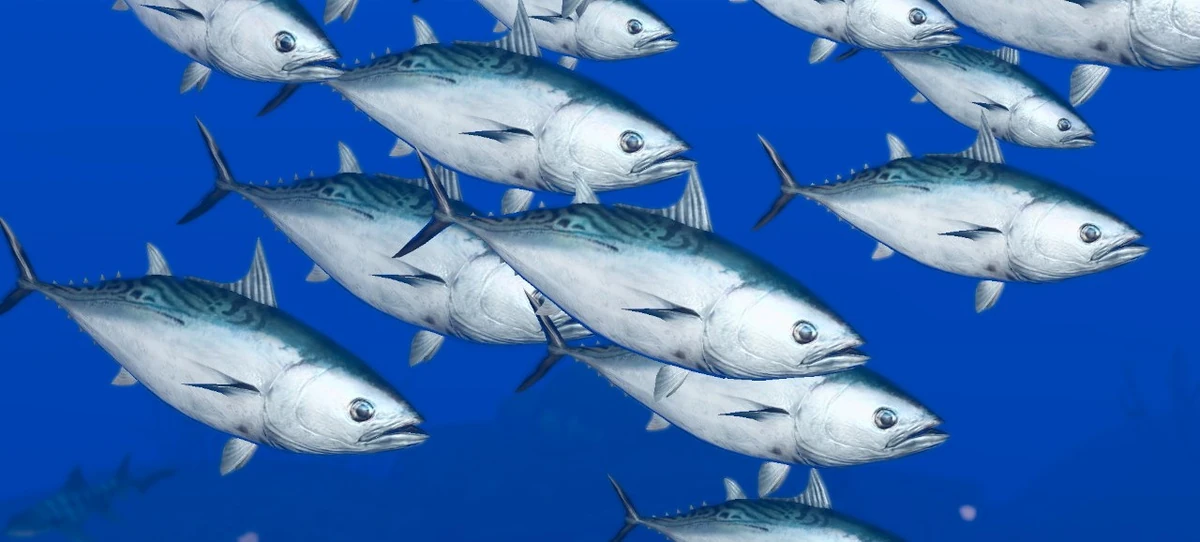 Mackerel Tuna | Endless Ocean Wiki | Fandom