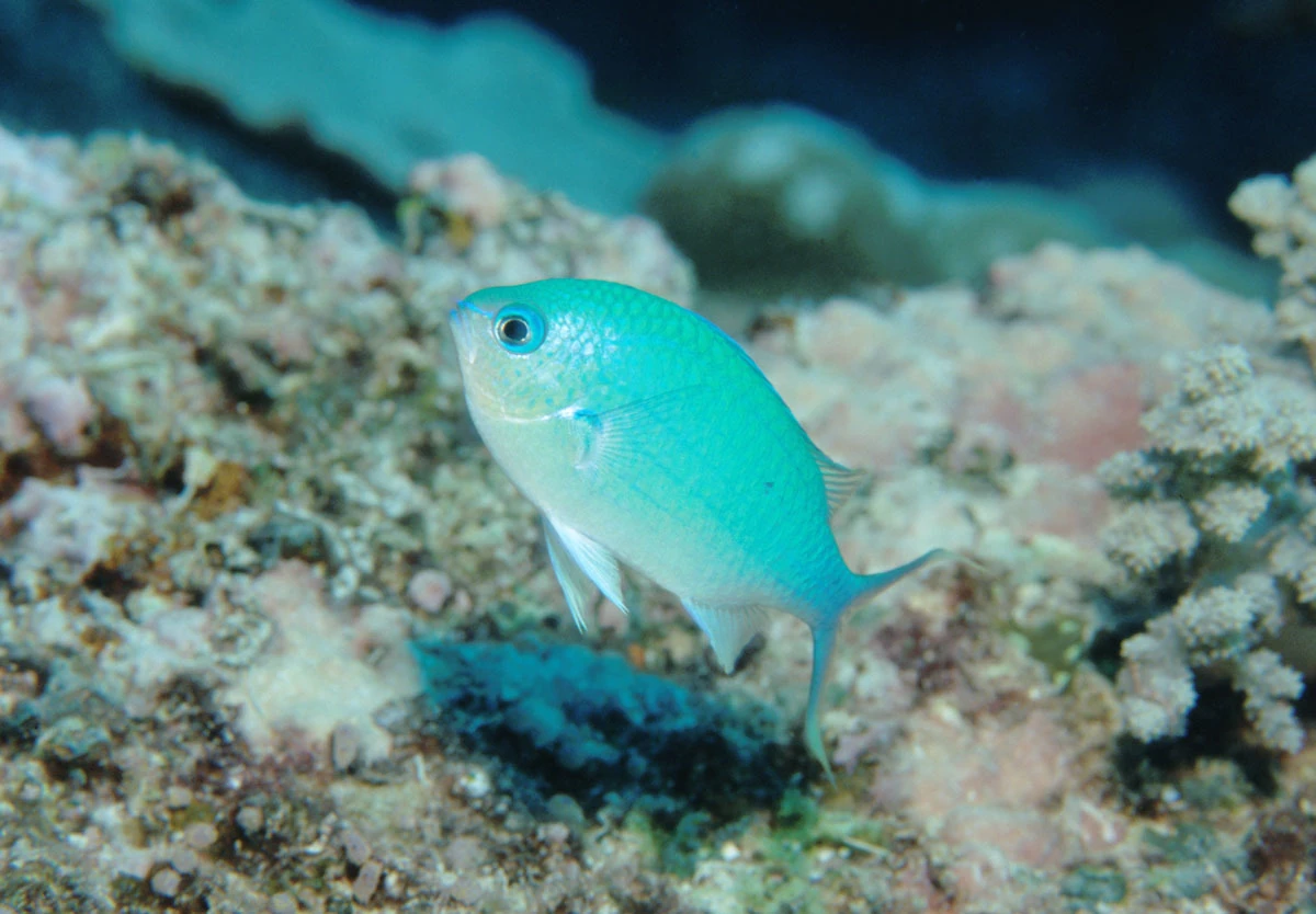 Green Chromis Fish