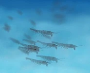 Antarctic Krill | Endless Ocean Wiki | Fandom