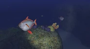 Opah | Endless Ocean Wiki | Fandom