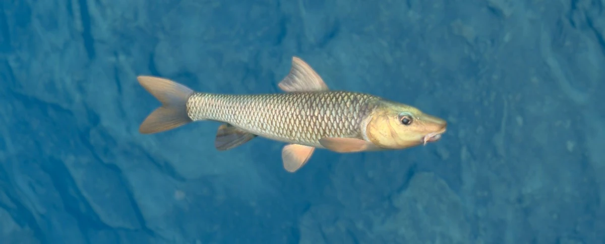 Barbel Steed | Endless Ocean Wiki | Fandom