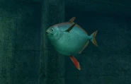 Opah | Endless Ocean Wiki | Fandom