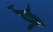 Orca | Endless Ocean Wiki | Fandom