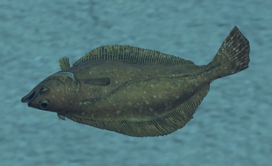 Olive Flounder | Endless Ocean Wiki | Fandom