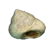 Lucky Shell | Endless Ocean Wiki | Fandom