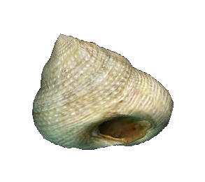 Lucky Shell | Endless Ocean Wiki | Fandom