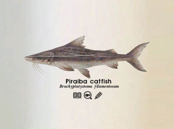 Piraiba Catfish In Aquarium