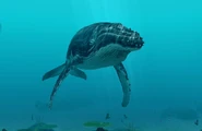 Humpback Whale | Endless Ocean Wiki | Fandom