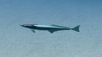 Remora | Endless Ocean Wiki | Fandom