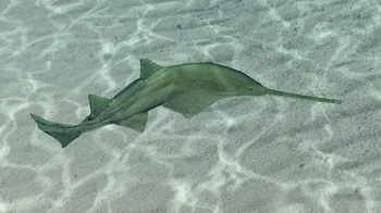 Dwarf Sawfish | Endless Ocean Wiki | Fandom