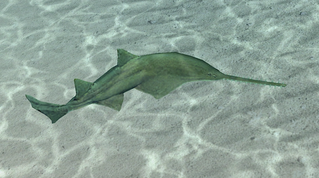 Dwarf Sawfish | Endless Ocean Wiki | Fandom
