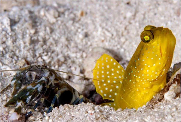 Goby Fish And Shrimp
