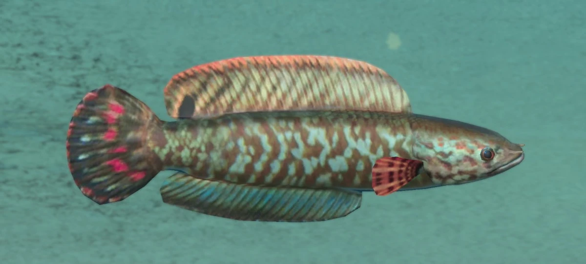 Rainbow Snakehead | Endless Ocean Wiki | Fandom