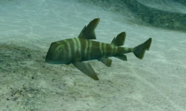 Japanese Bullhead Shark | Endless Ocean Wiki | Fandom