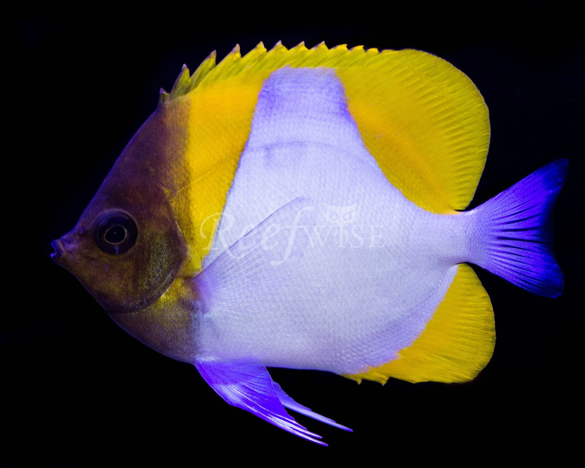 Pyramid Butterflyfish
