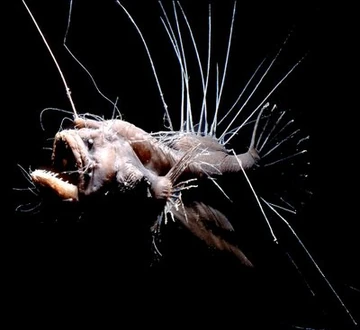 Fanfin Anglerfish