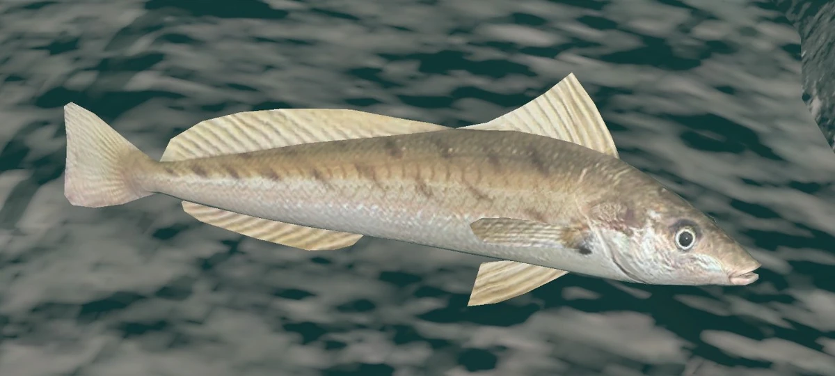 Oriental Trumpeter Whiting | Endless Ocean Wiki | Fandom