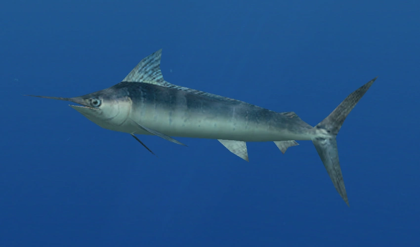 Striped Marlin | Endless Ocean Wiki | Fandom