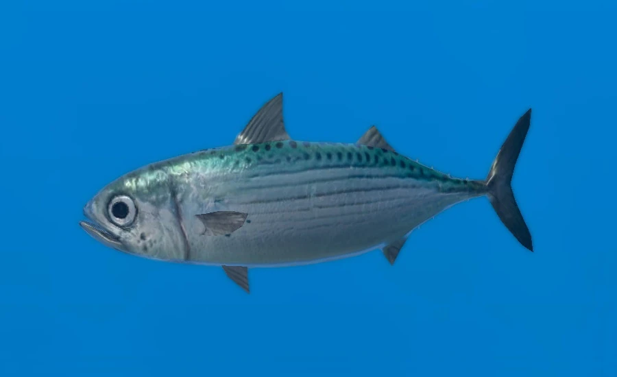 Indian Mackerel | Endless Ocean Wiki | Fandom
