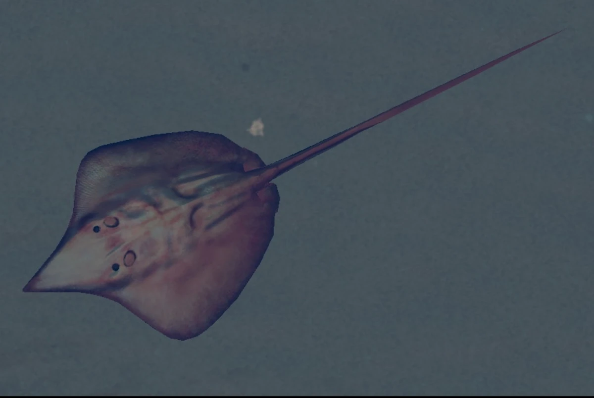 Sixgill Stingray | Endless Ocean Wiki | Fandom