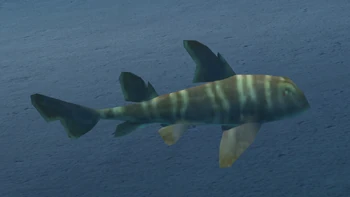 Japanese Bullhead Shark | Endless Ocean Wiki | Fandom