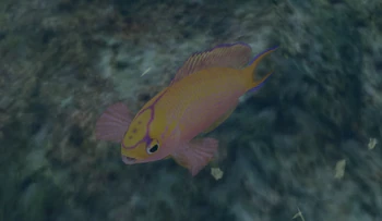 Sunset Anthias | Endless Ocean Wiki | Fandom