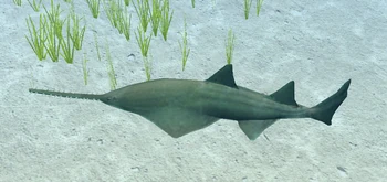 Dwarf Sawfish | Endless Ocean Wiki | Fandom