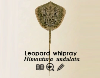 Leopard Whipray | Endless Ocean Wiki | Fandom