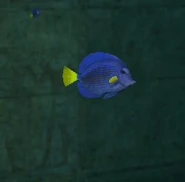 Purple Tang | Endless Ocean Wiki | Fandom
