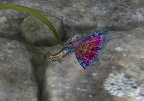 Guppy | Endless Ocean Wiki | Fandom