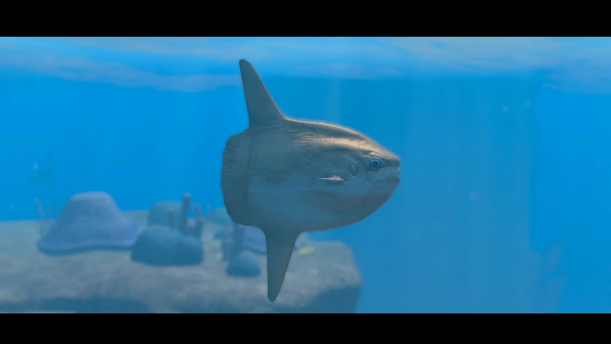 Ocean Sunfish | Endless Ocean Wiki | Fandom