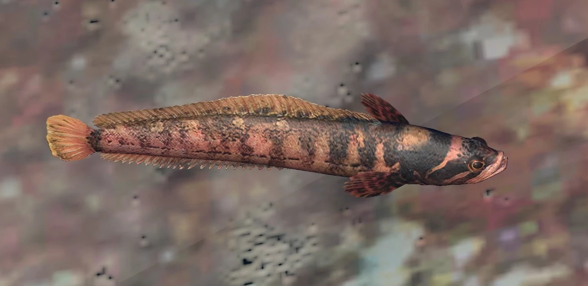 Six-Lined Prickleback | Endless Ocean Wiki | Fandom