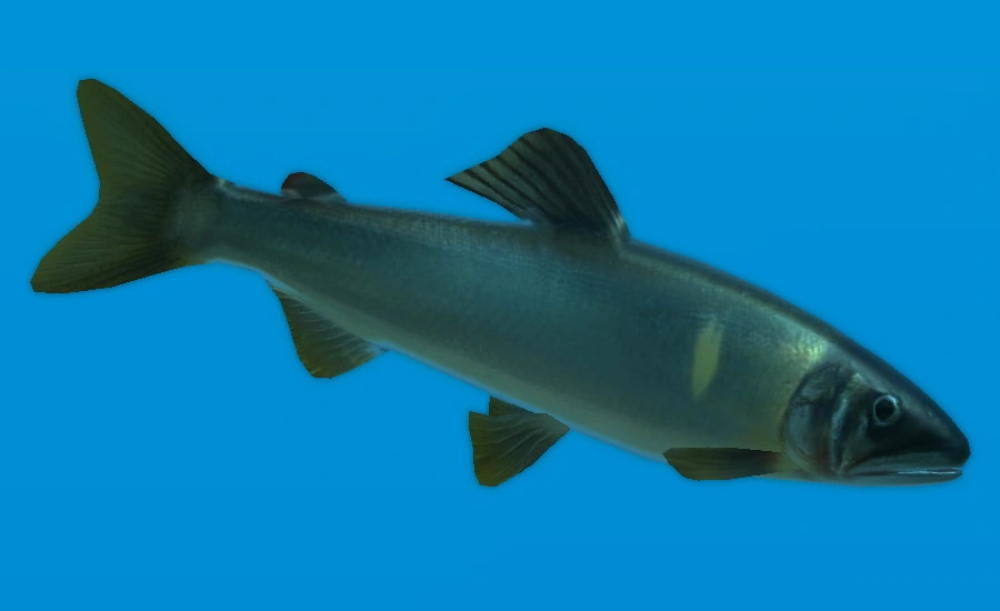 Ayu Sweetfish | Endless Ocean Wiki | Fandom