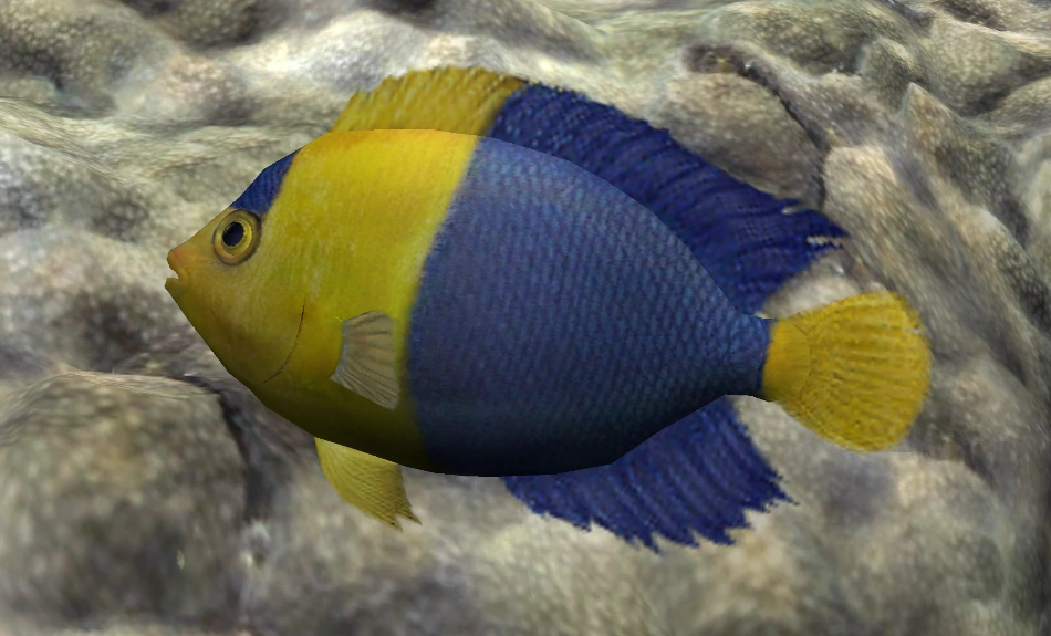Bicolor Angelfish