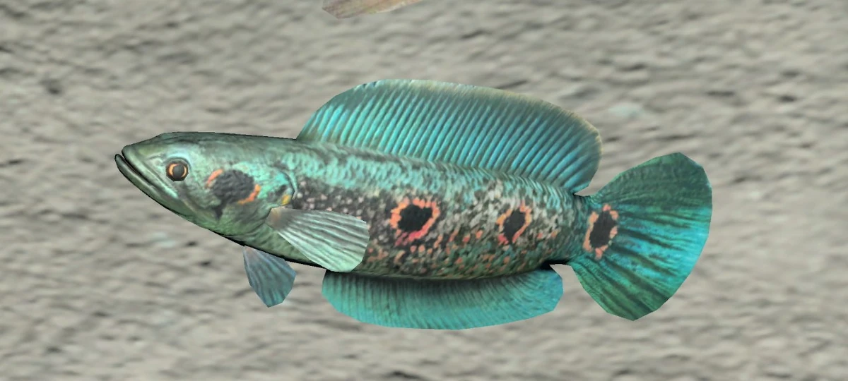 Ocellated Snakehead | Endless Ocean Wiki | Fandom