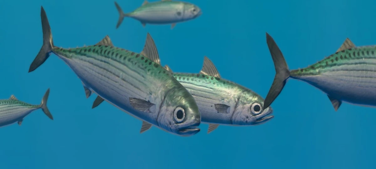 Indian Mackerel | Endless Ocean Wiki | Fandom