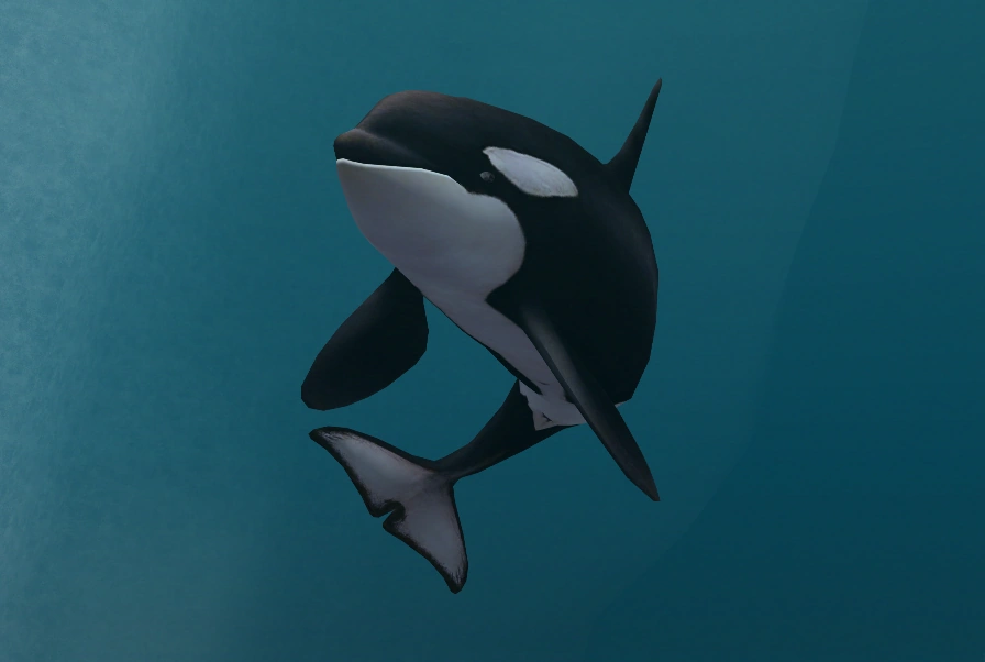 Orca | Endless Ocean Wiki | Fandom