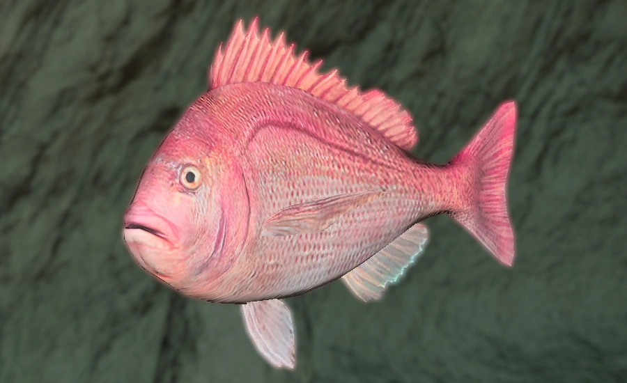 Red Sea Bream | Endless Ocean Wiki | Fandom