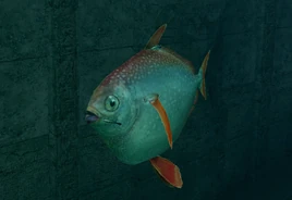 Opah | Endless Ocean Wiki | Fandom