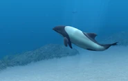 Commerson's Dolphin | Endless Ocean Wiki | Fandom