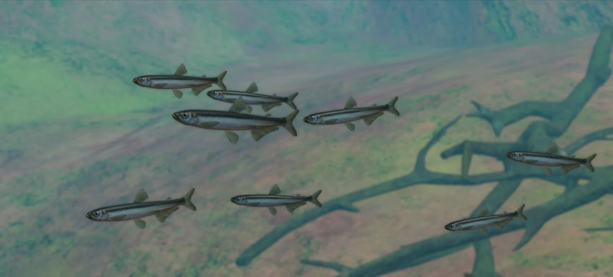 Japanese Smelt | Endless Ocean Wiki | Fandom