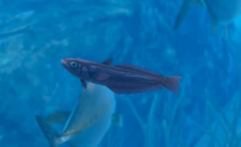 Antarctic Silverfish | Endless Ocean Wiki | Fandom