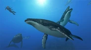 Humpback Whale | Endless Ocean Wiki | Fandom