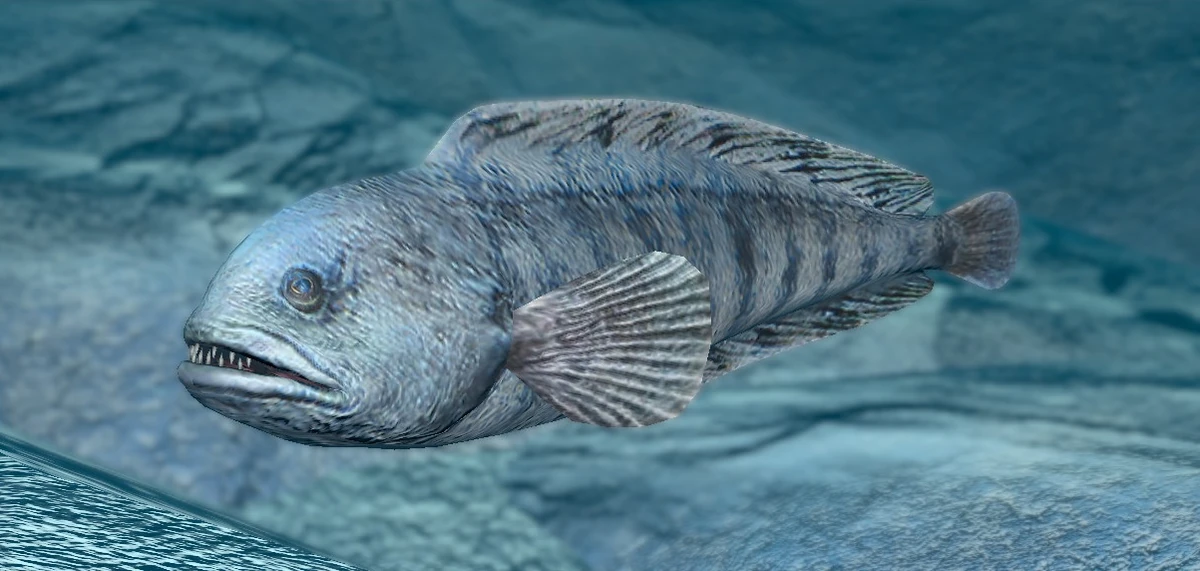 Bering Wolffish | Endless Ocean Wiki | Fandom