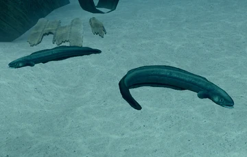 Giant Conger Eel