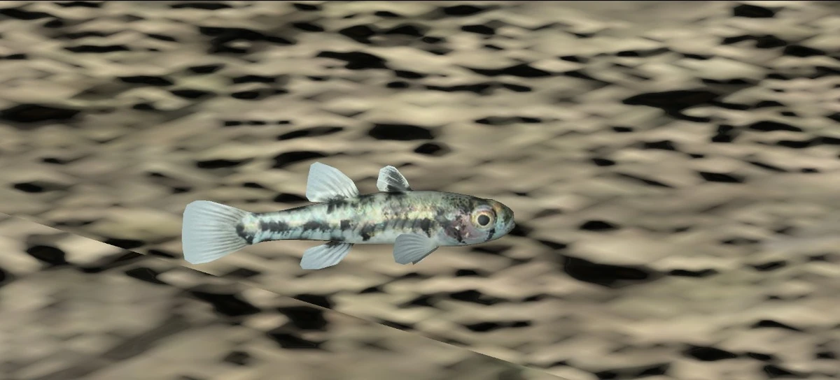 Dwarf Pygmy Goby | Endless Ocean Wiki | Fandom